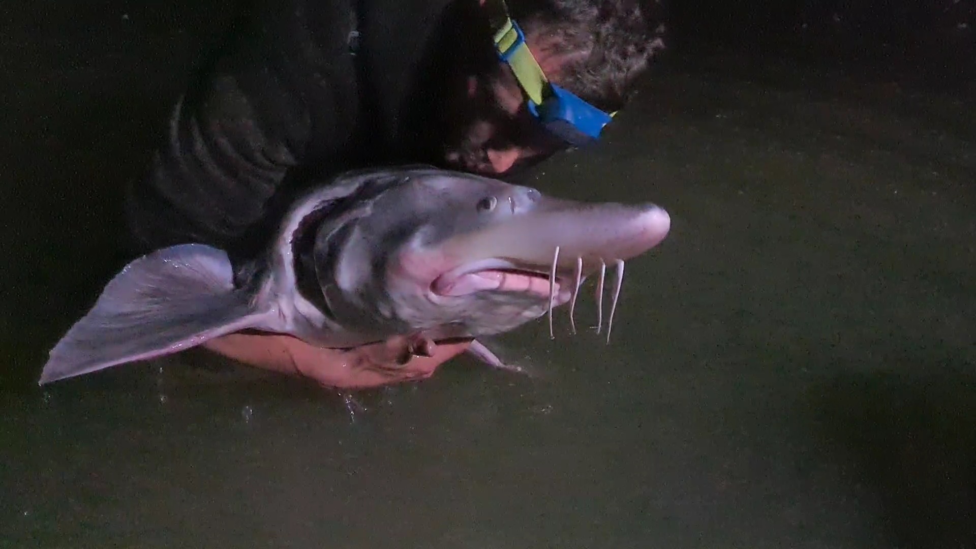 Récit de pêcheur : Esturgeon beluga Record : Etang Friz and Fish ...